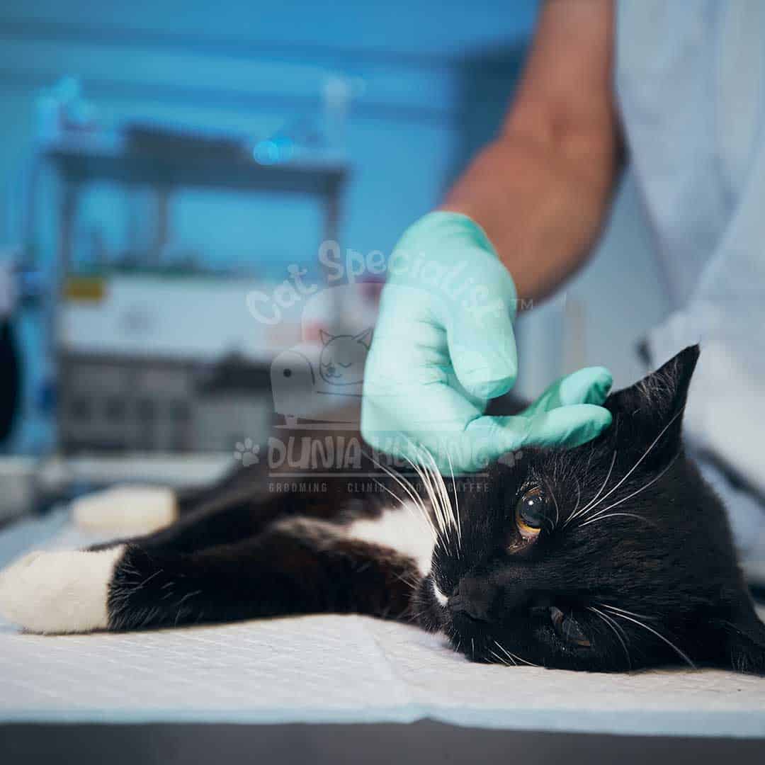 Layanan Rawat Inap - The 1st Cat Specialist Hospital