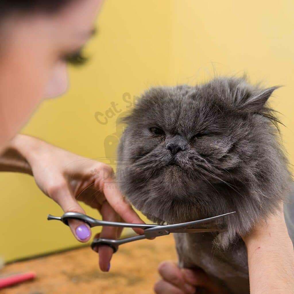 Basic Grooming - Kucing Ras - The 1st Cat Specialist Hospital