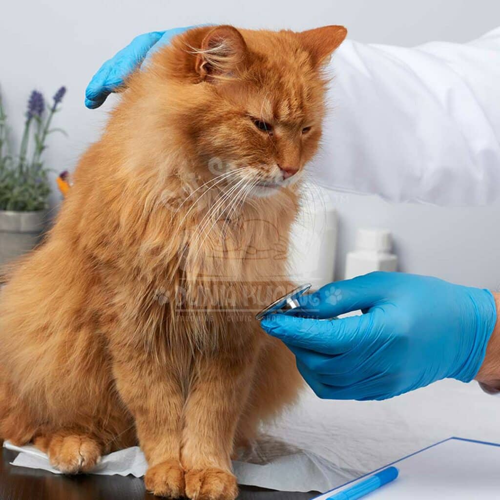 Diagnosa Swab Anus/Fecal Test - The 1st Cat Specialist Hospital