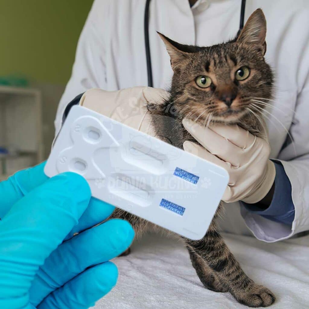 Diagnosa Rapid Test Fiv+Felv - The 1st Cat Specialist Hospital
