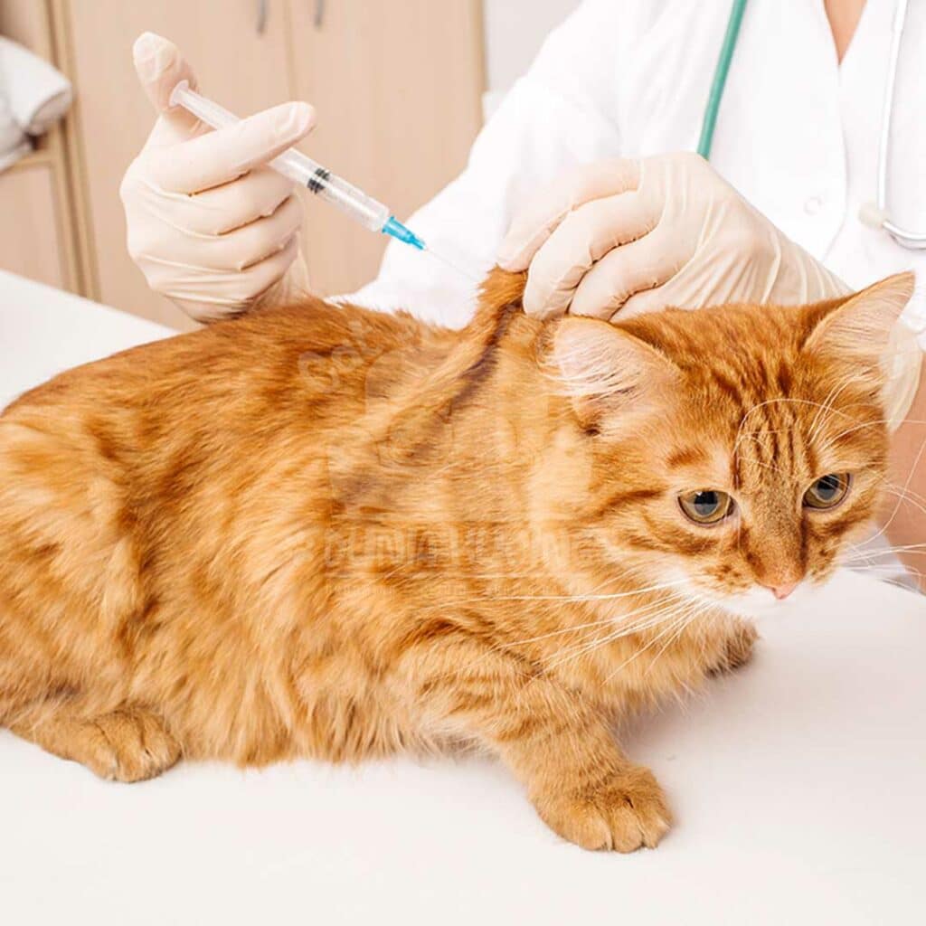 Diagnosa Rivalta Test - The 1st Cat Specialist Hospital