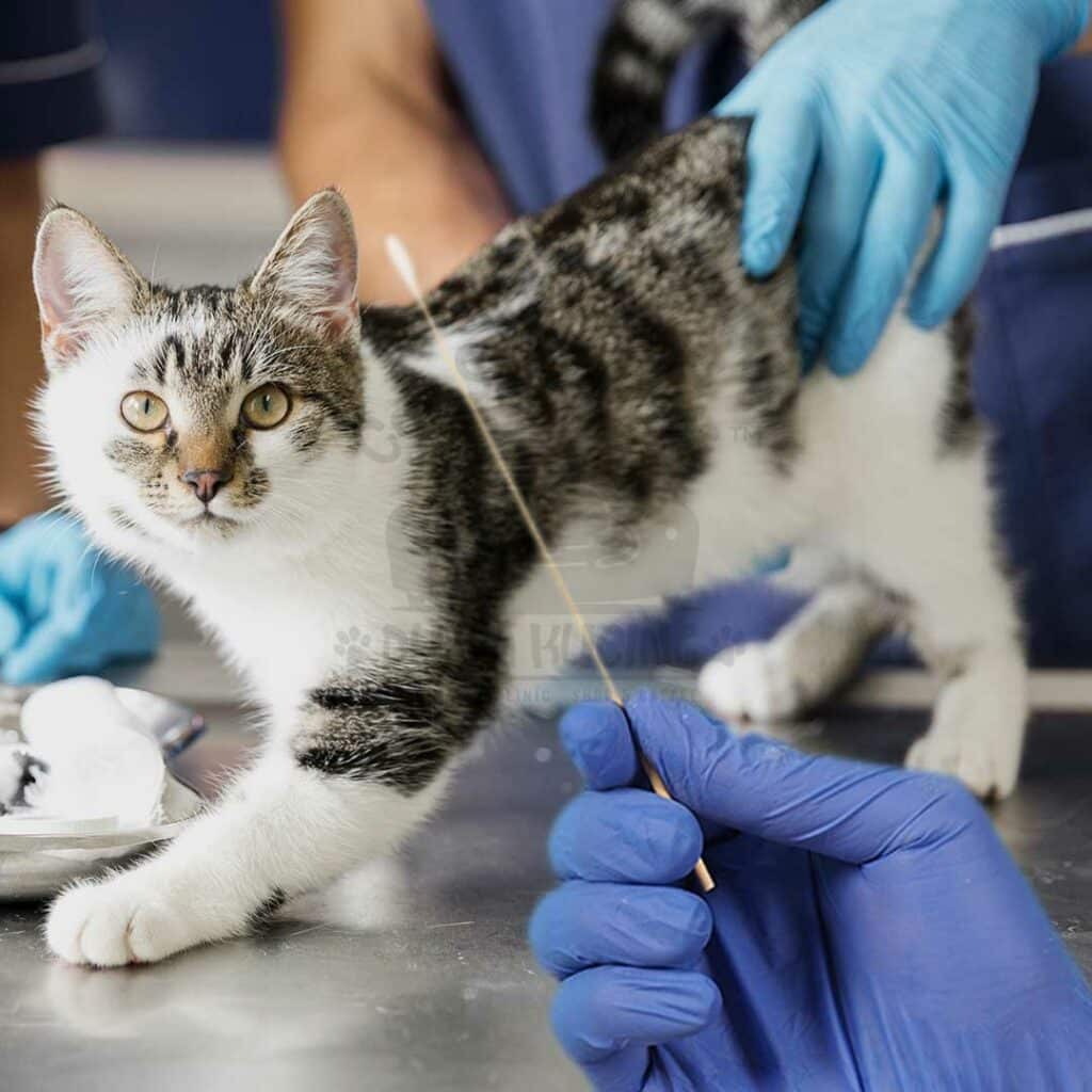 Diagnosa Swab Anus/Fecal Test - The 1st Cat Specialist Hospital