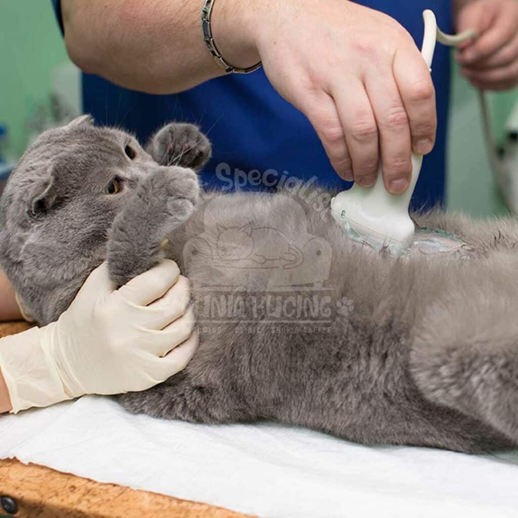 Diagnosa USG Kucing - The 1st Cat Specialist Hospital