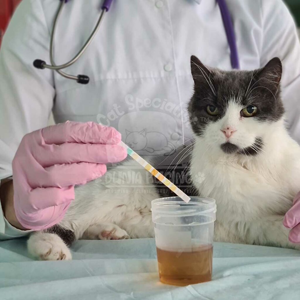 Diagnosa Urinalysis - The 1st Cat Specialist Hospital