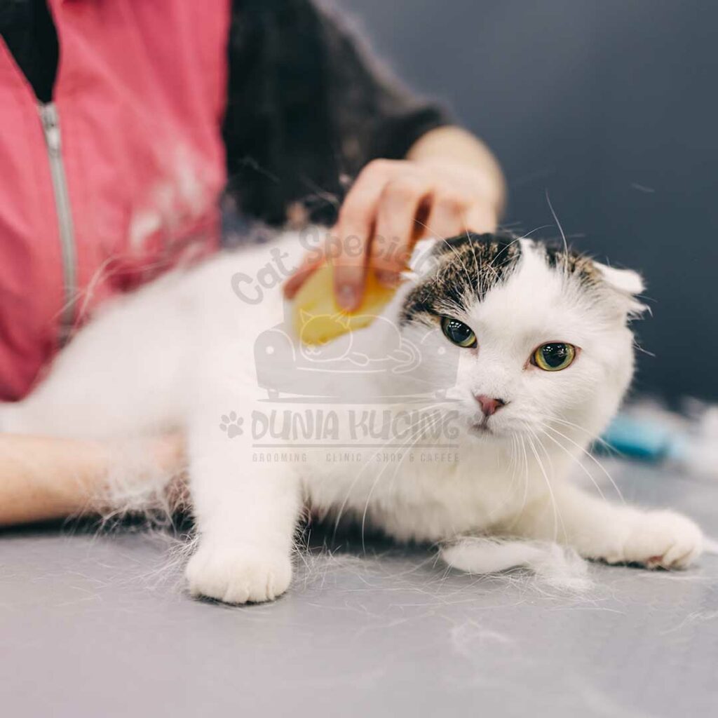 Dry Grooming - Kucing Domestik - The 1st Cat Specialist Hospital