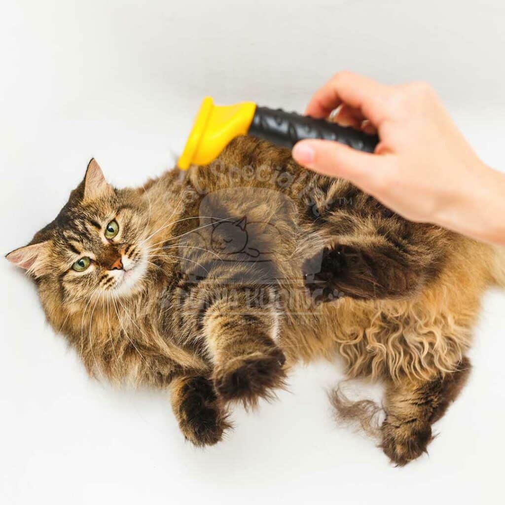 Dry Grooming - Kucing Ras - The 1st Cat Specialist Hospital