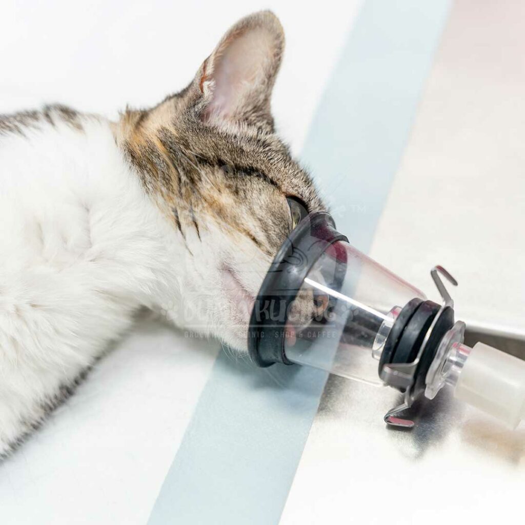 Layanan Nebulizer - The 1st Cat Specialist Hospital