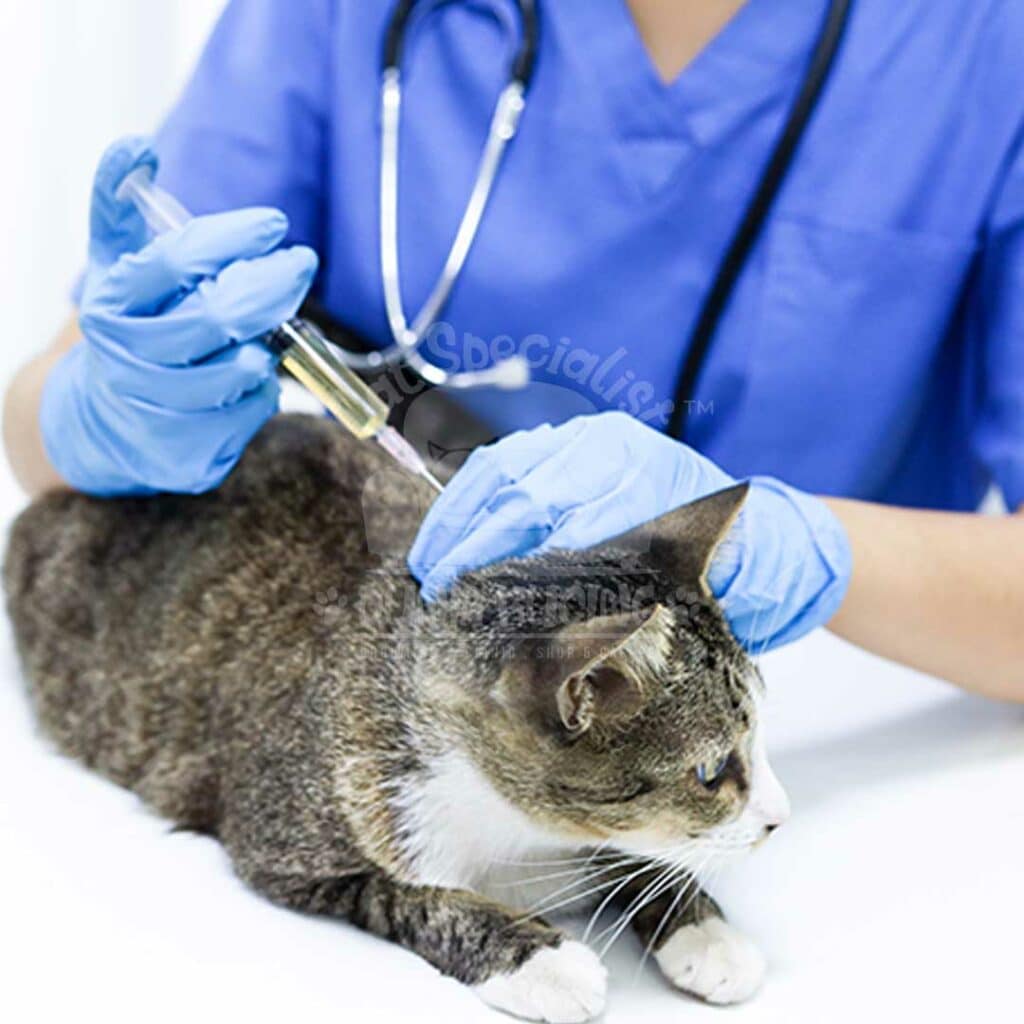Operasi Cystotomy Kucing - The 1st Cat Specialist Hospital