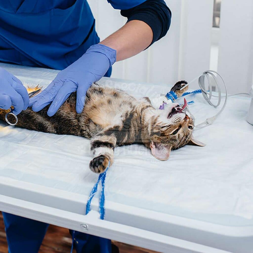 Operasi Enterotomy Kucing - The 1st Cat Specialist Hospital