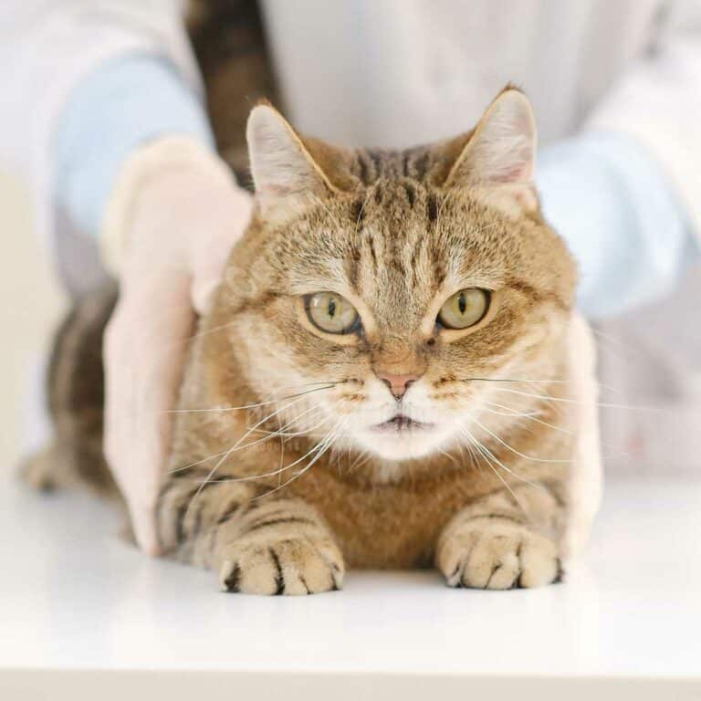 Operasi Cystotomy Kucing - The 1st Cat Specialist Hospital