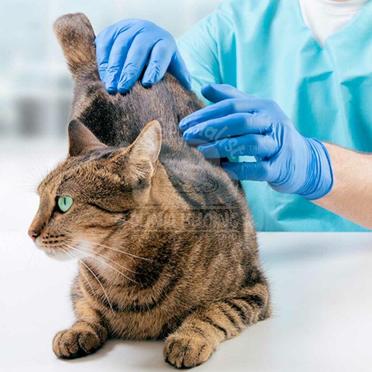 Operasi Cystotomy Kucing - The 1st Cat Specialist Hospital