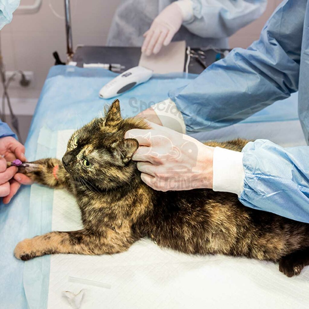 Operasi Sectio Caesaria Kucing - The 1st Cat Specialist Hospital