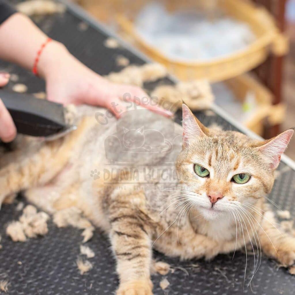 Basic Grooming - Kucing Domestik - The 1st Cat Specialist Hospital