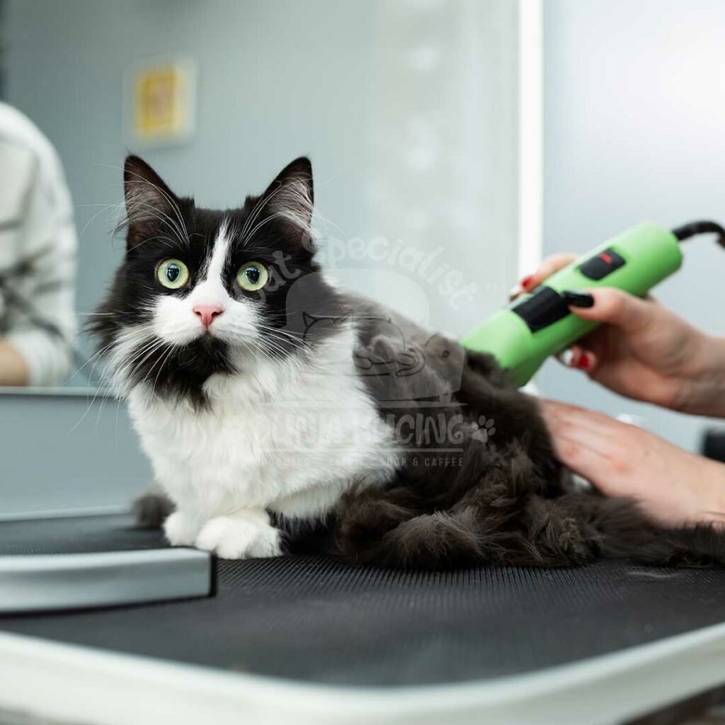 Premium Grooming - Semi Cat Show - The 1st Cat Specialist Hospital